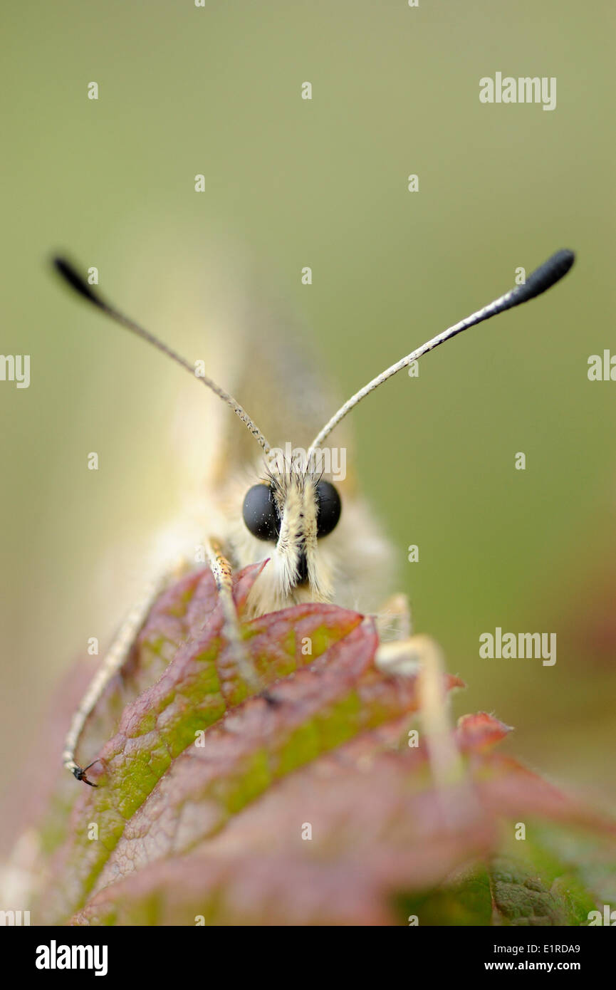 Front view of an Apollo Stock Photo - Alamy