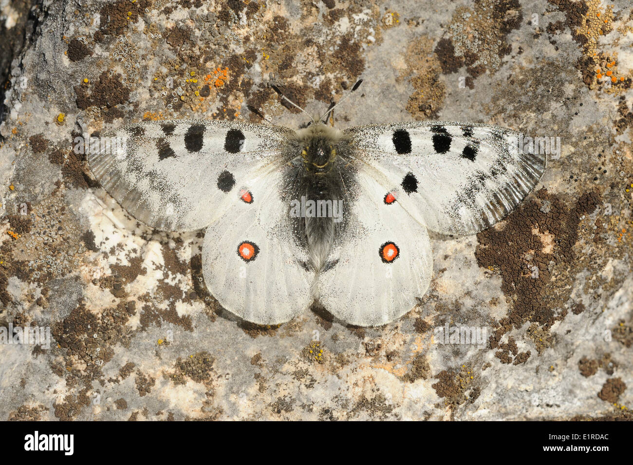 Insect on a rock hi-res stock photography and images - Alamy
