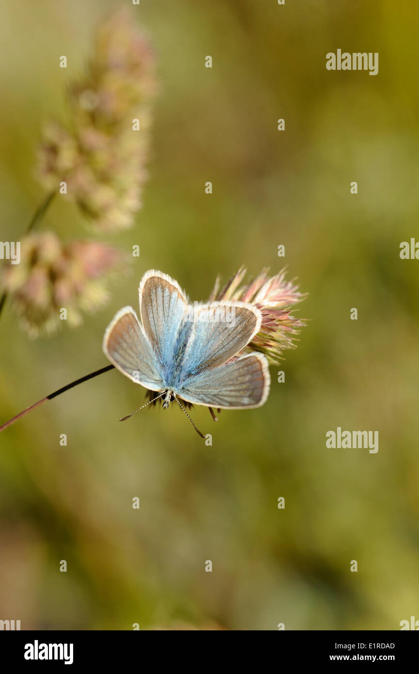 Damon blue hi-res stock photography and images - Alamy