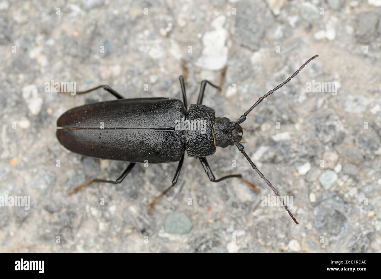 Long antenna beetle hi-res stock photography and images - Alamy