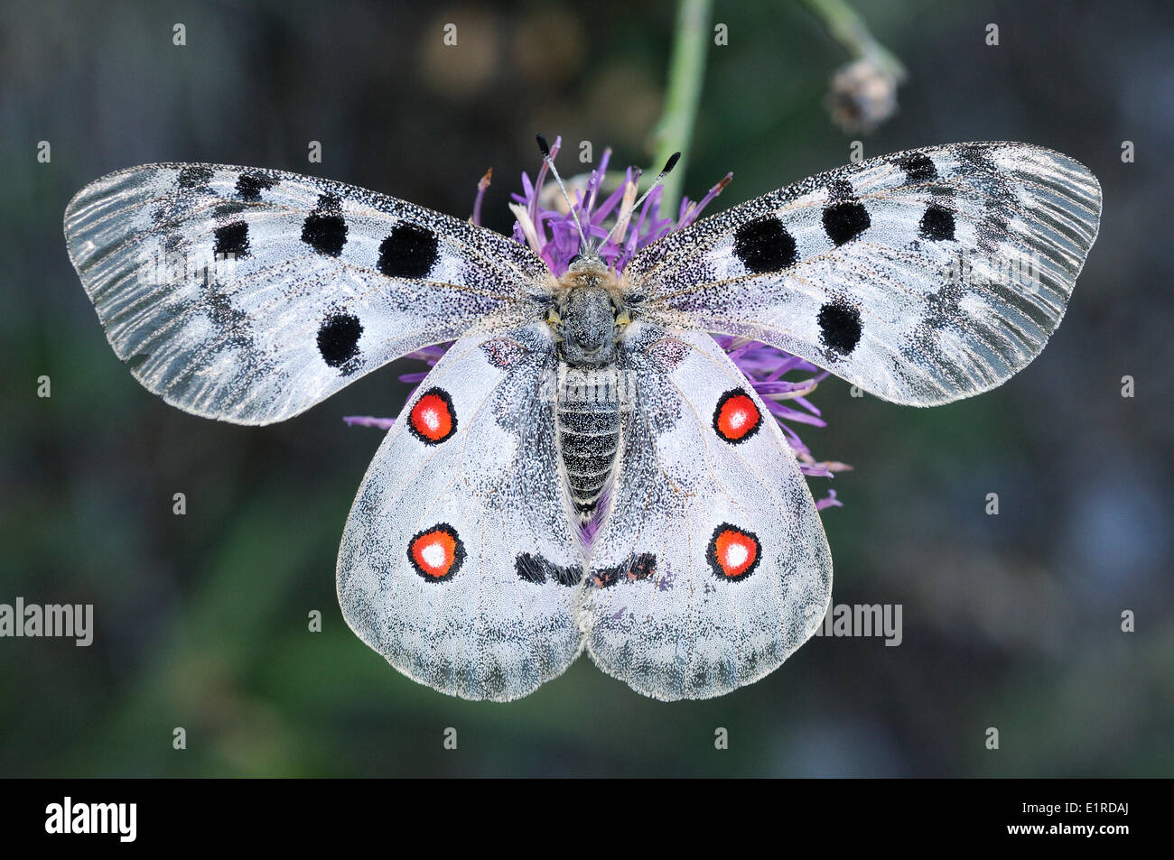Apollo in scare-pose Stock Photo - Alamy
