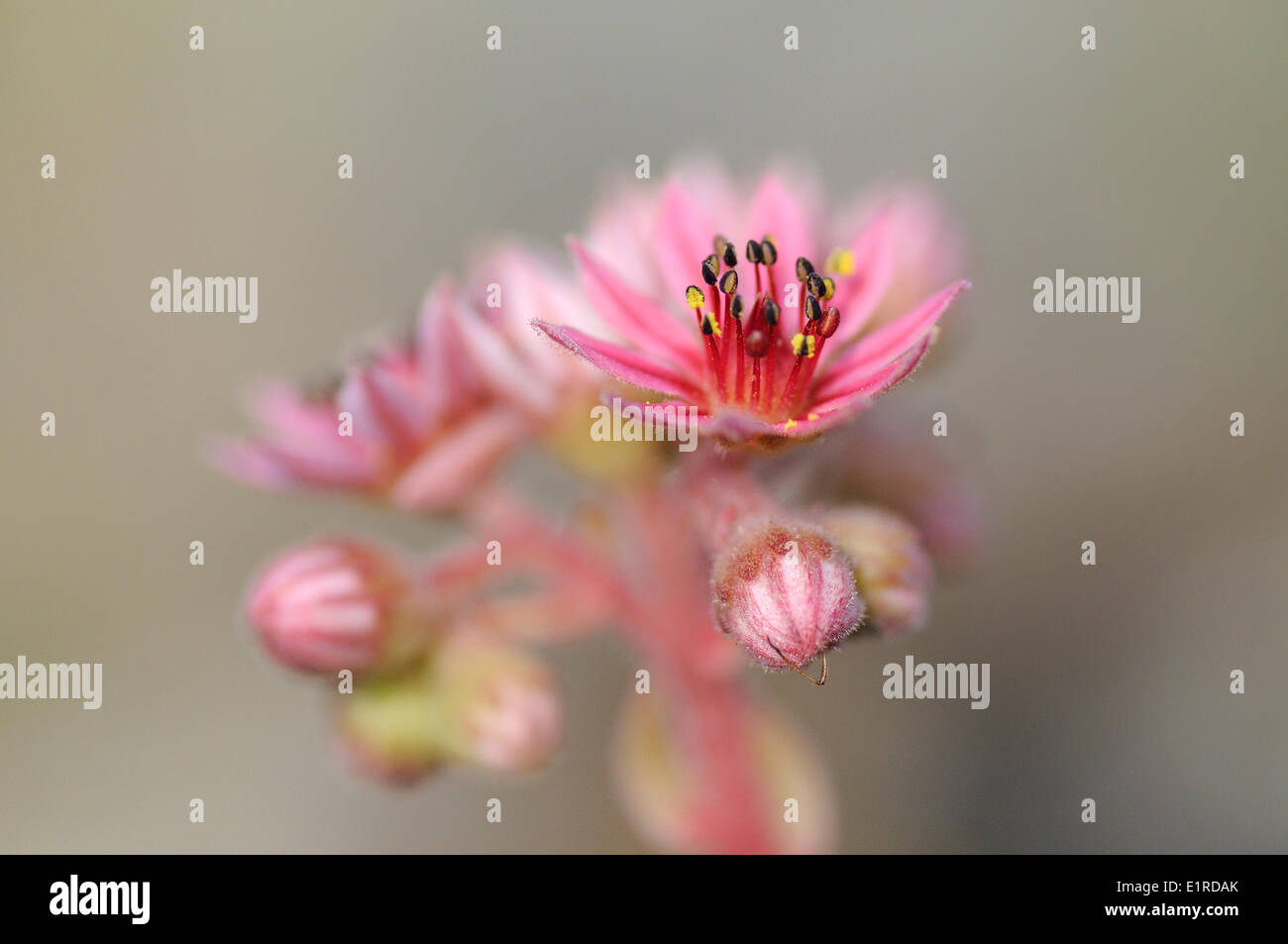 Flowering Cobweb houseleek Stock Photo - Alamy