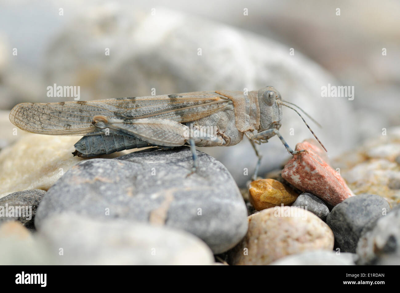 A Slender Blue-Winged Grasshopper Stock Photo - Alamy