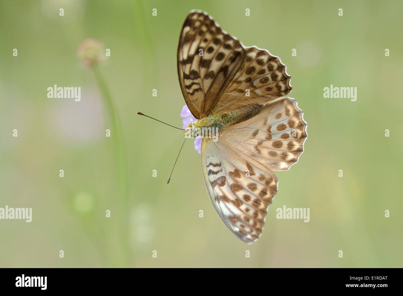 Silver washed fritillary hi-res stock photography and images - Alamy