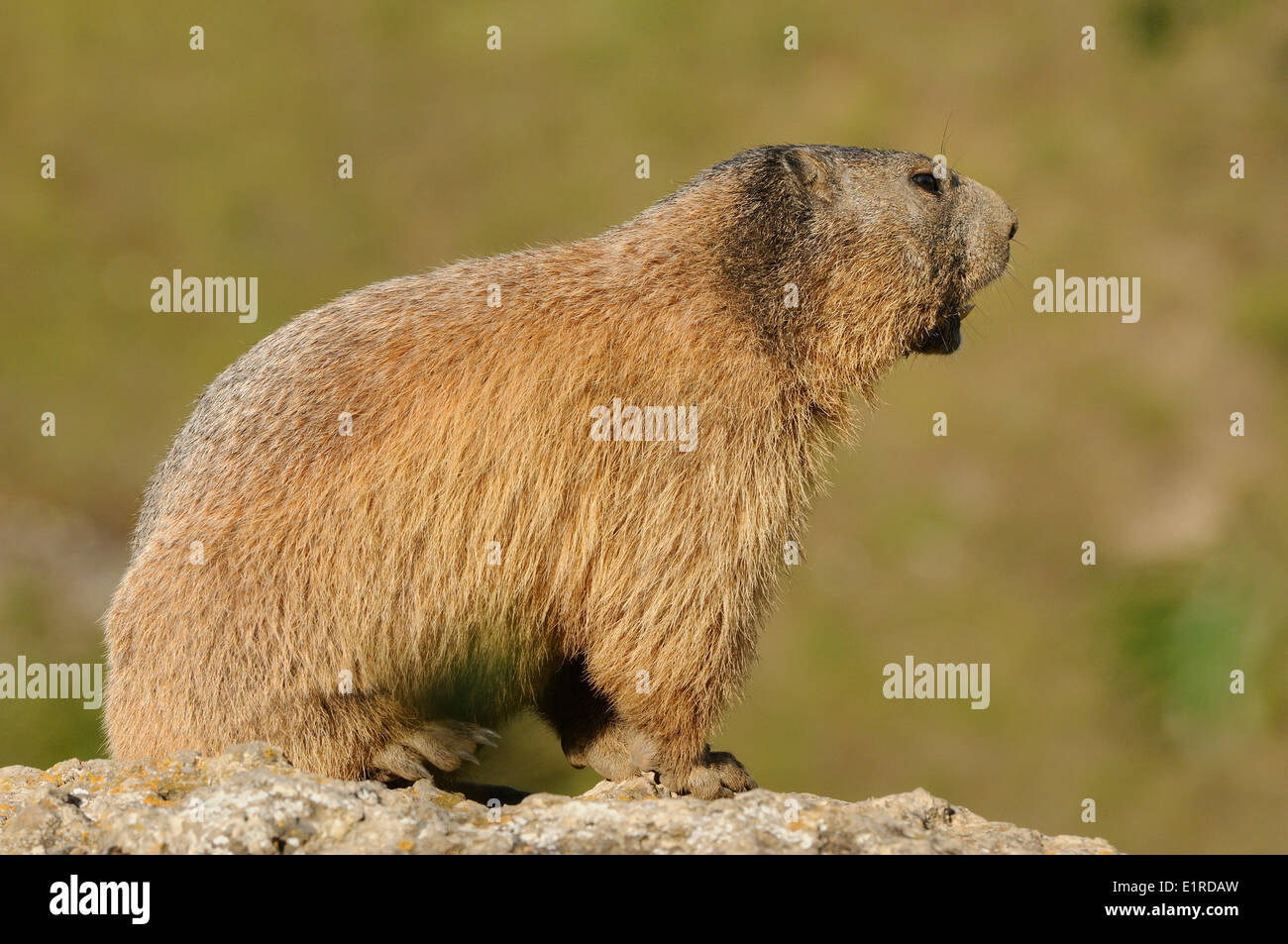 Alpine marmot marmota marmota calling hi-res stock photography and ...