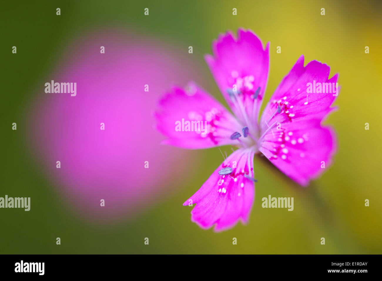 Pink reduced hi-res stock photography and images - Alamy