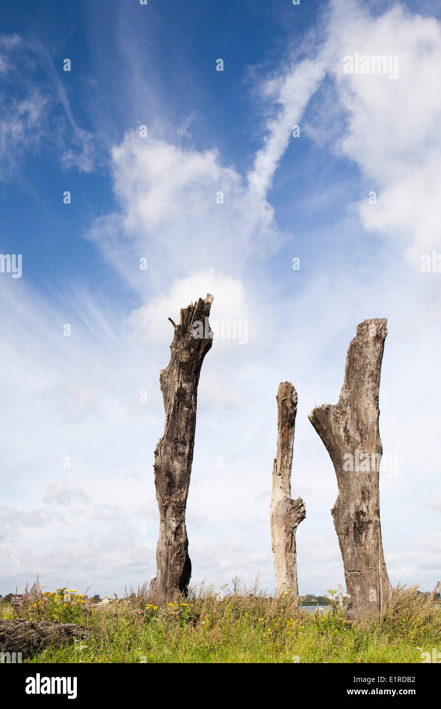 Monument of centuries old trees Stock Photo - Alamy