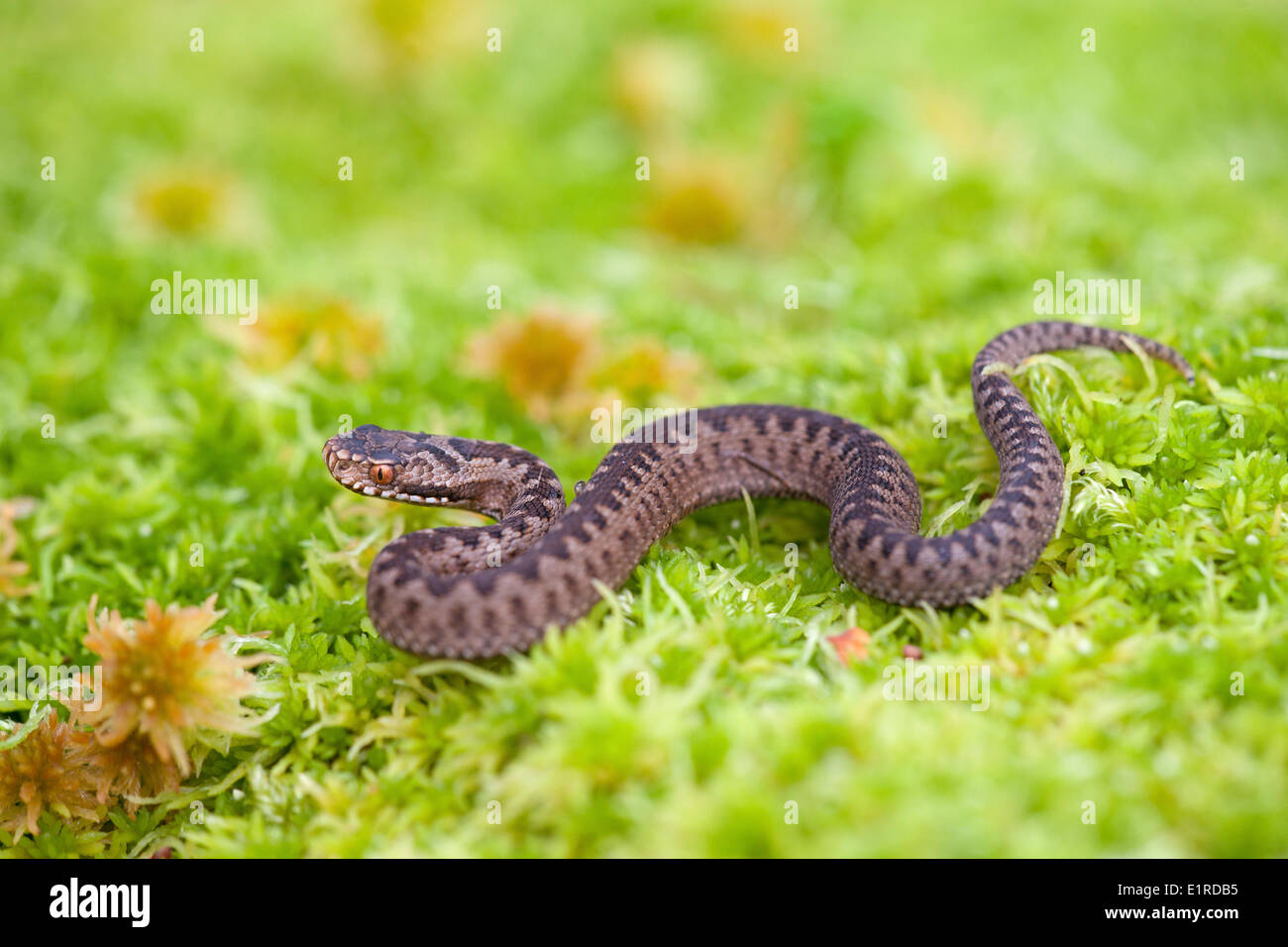 Cute Newborn Baby Snake