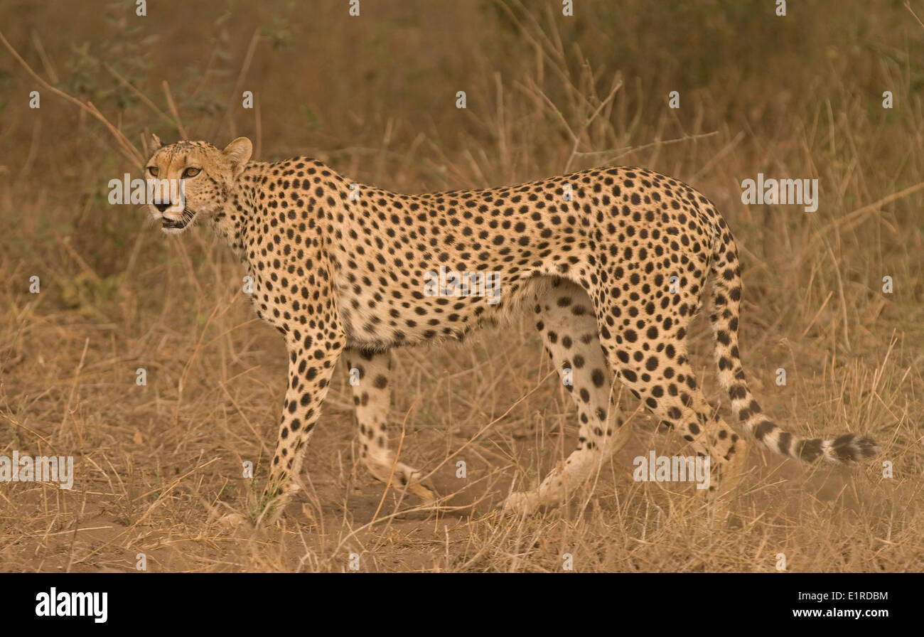 A Cheetah in the savanna Stock Photo - Alamy