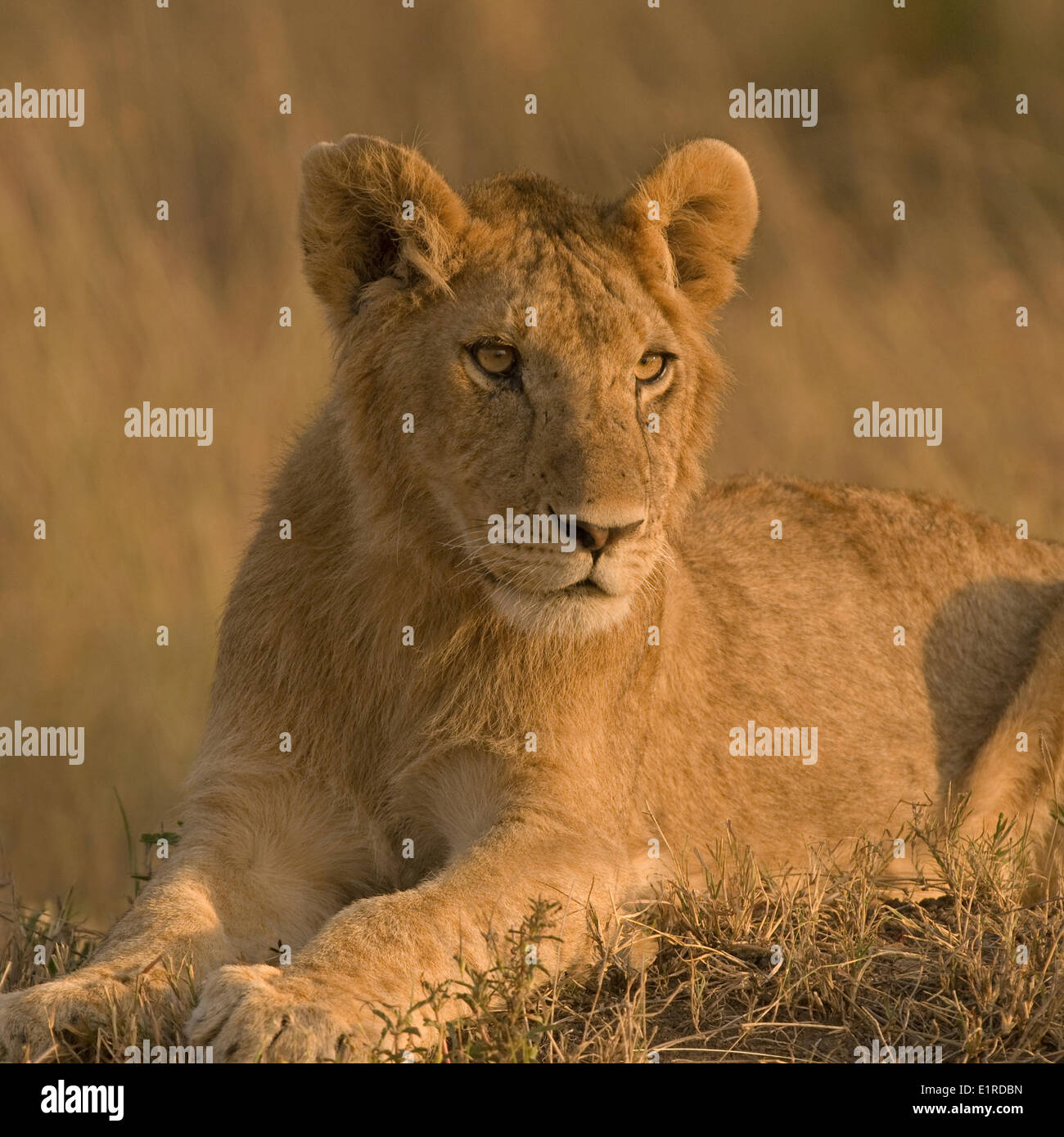 Lion savanna hi-res stock photography and images - Alamy