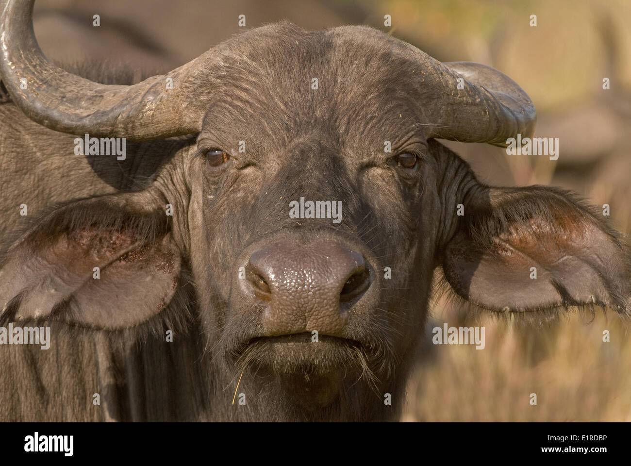 Portrait of an African Buffalo Stock Photo - Alamy