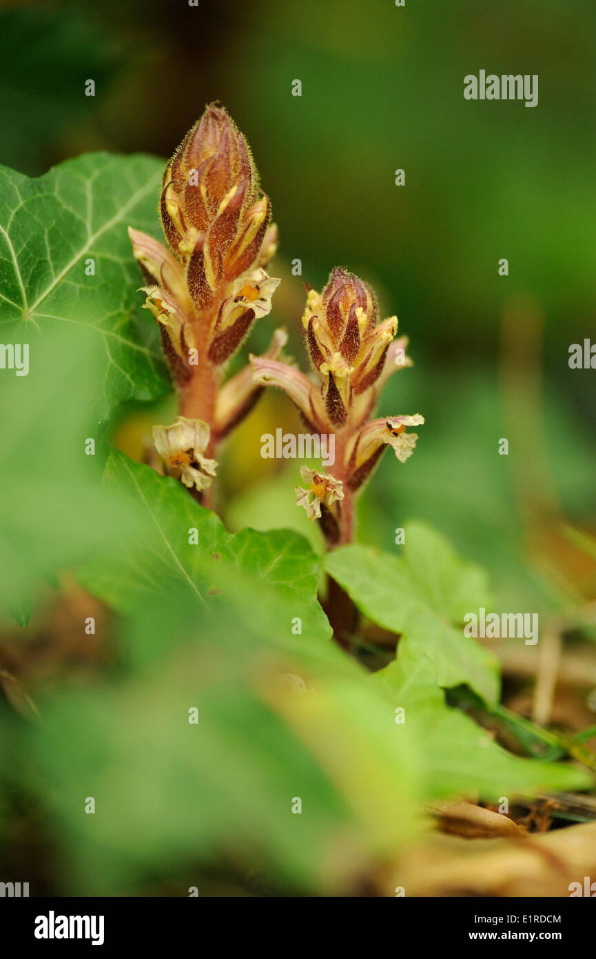 Flowering Ivy Broomrape parasitising on Ivy Stock Photo - Alamy