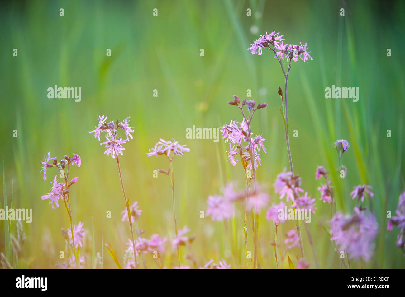 Wet Dune Valley High Resolution Stock Photography and Images - Alamy