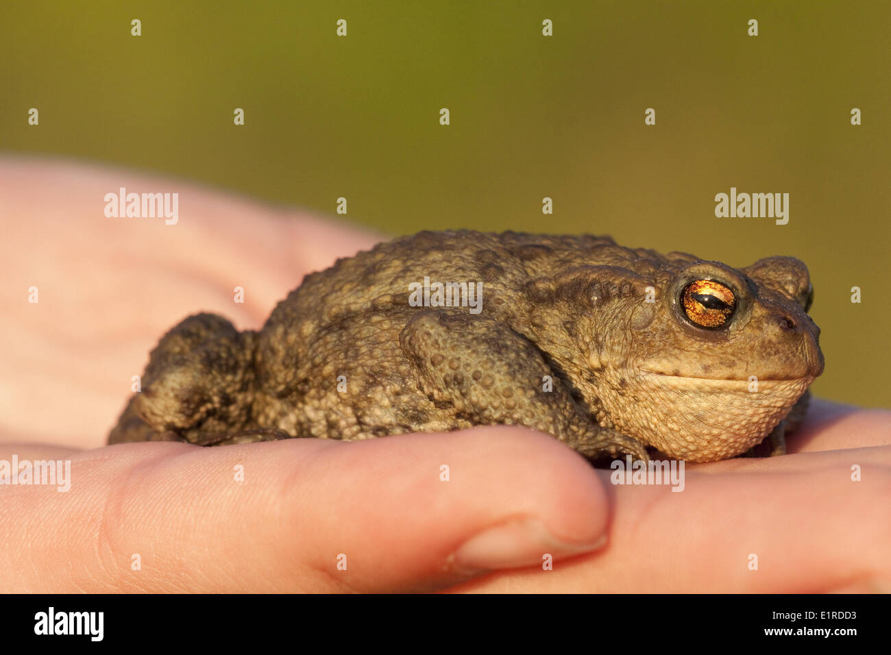 Blooded hand hi-res stock photography and images - Alamy