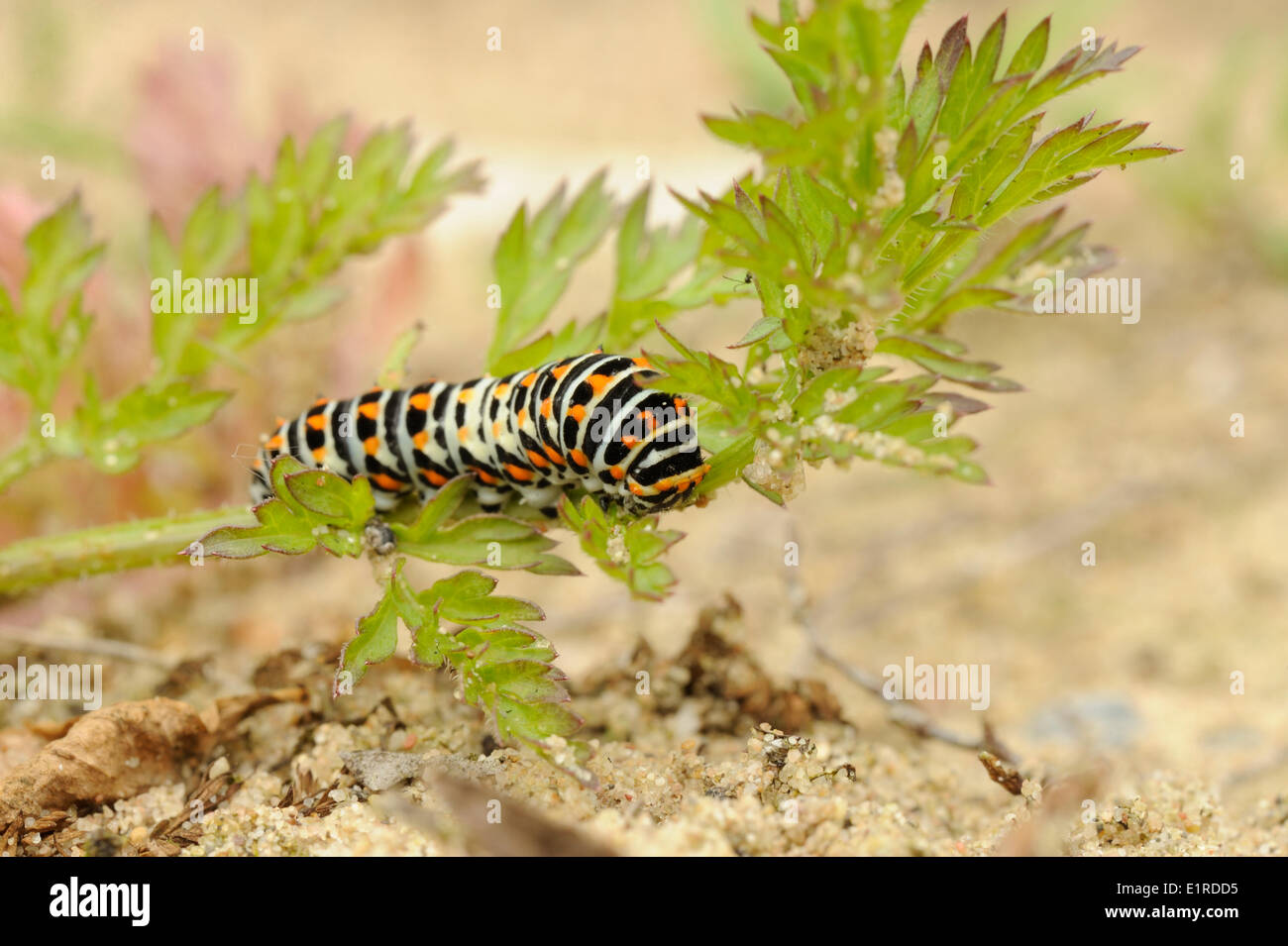 Small caterpillar of a Swallowtail feeding Stock Photo - Alamy