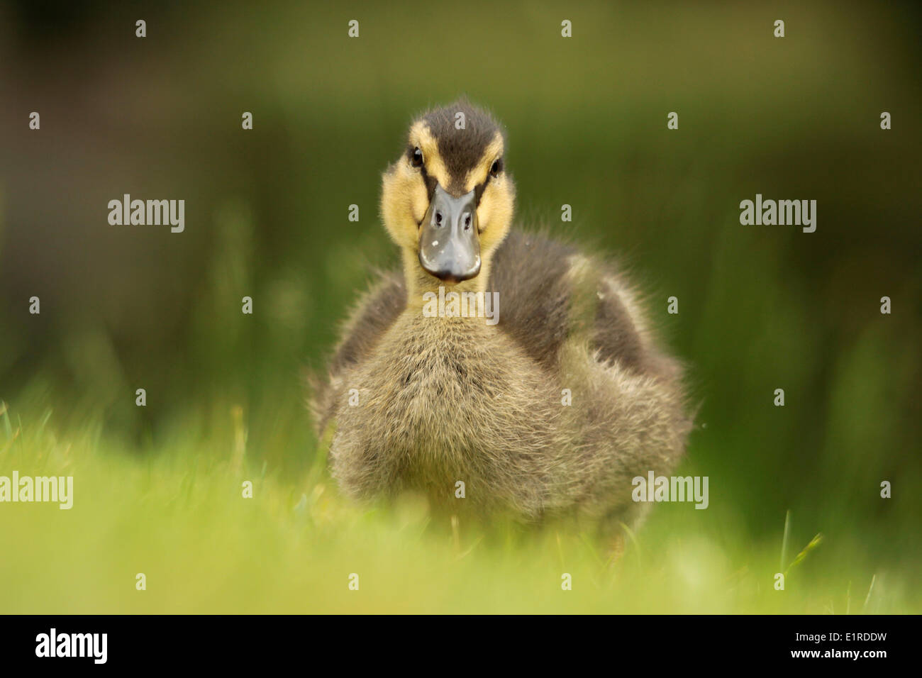 Juvenile Mallard(s) at a lawn Stock Photo - Alamy