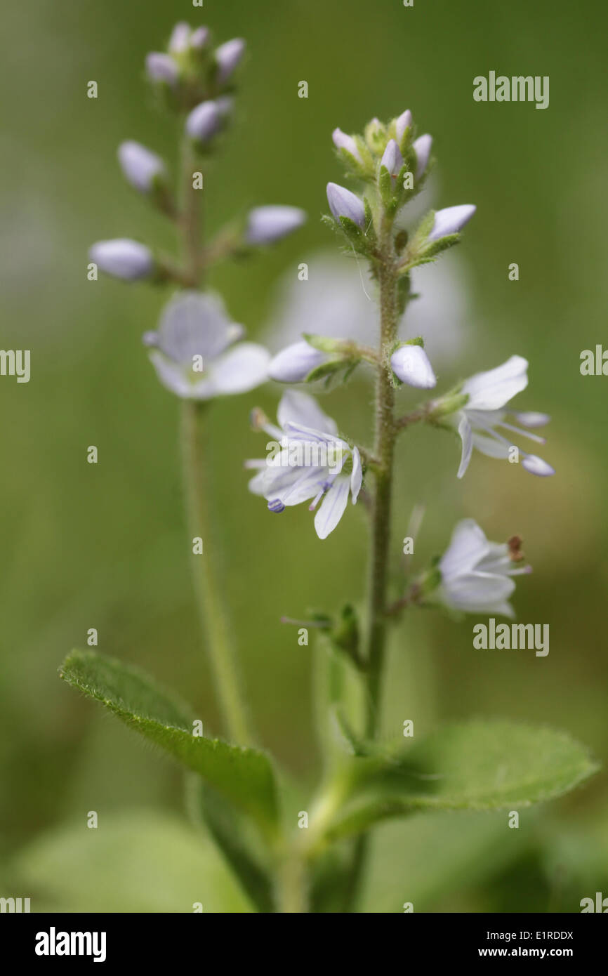 Common speedwell veronica officinalis hi-res stock photography and ...