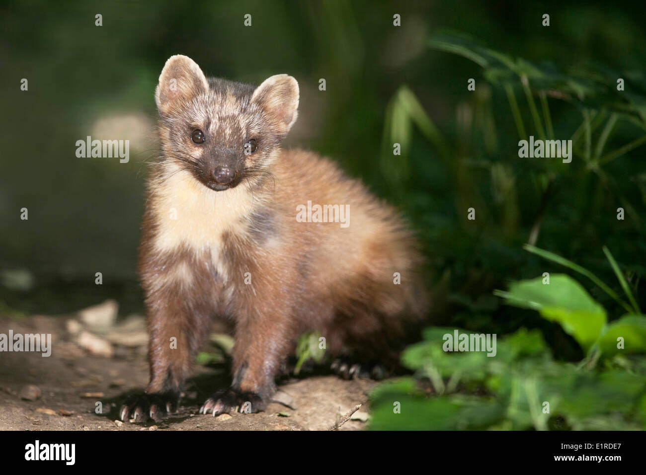 portrait of a pine marten looking towards the lens Stock Photo - Alamy