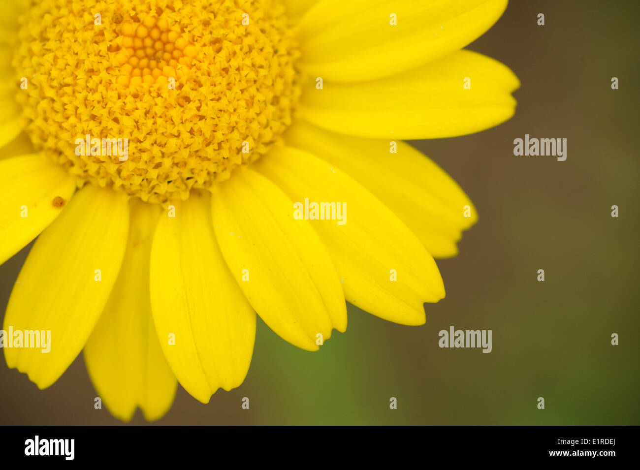 Flowering Corn Marigold in oatfield Stock Photo - Alamy