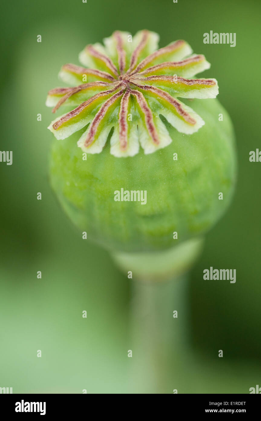 Poppy Seed Dispersal High Resolution Stock Photography and Images - Alamy