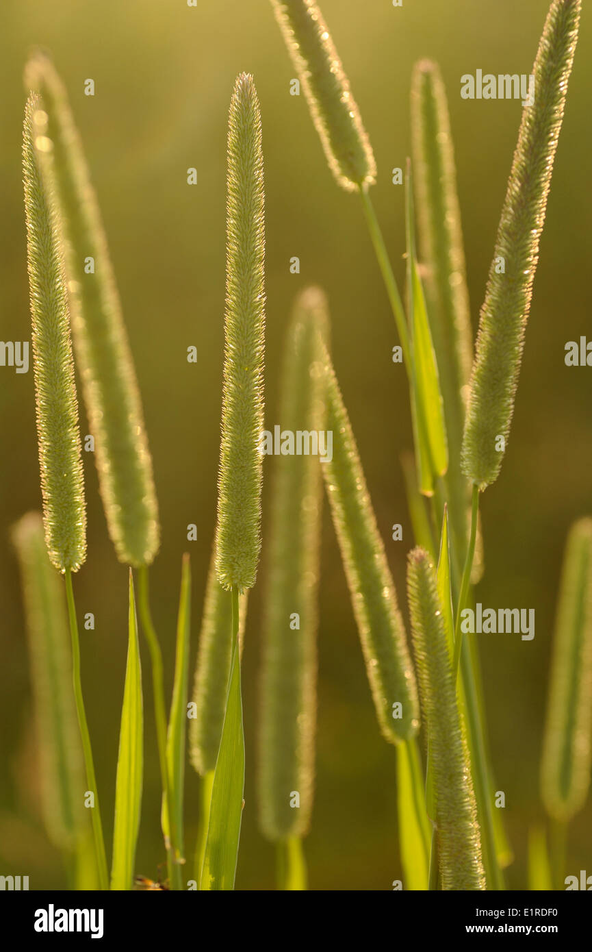 Common timothy grass hi-res stock photography and images - Alamy