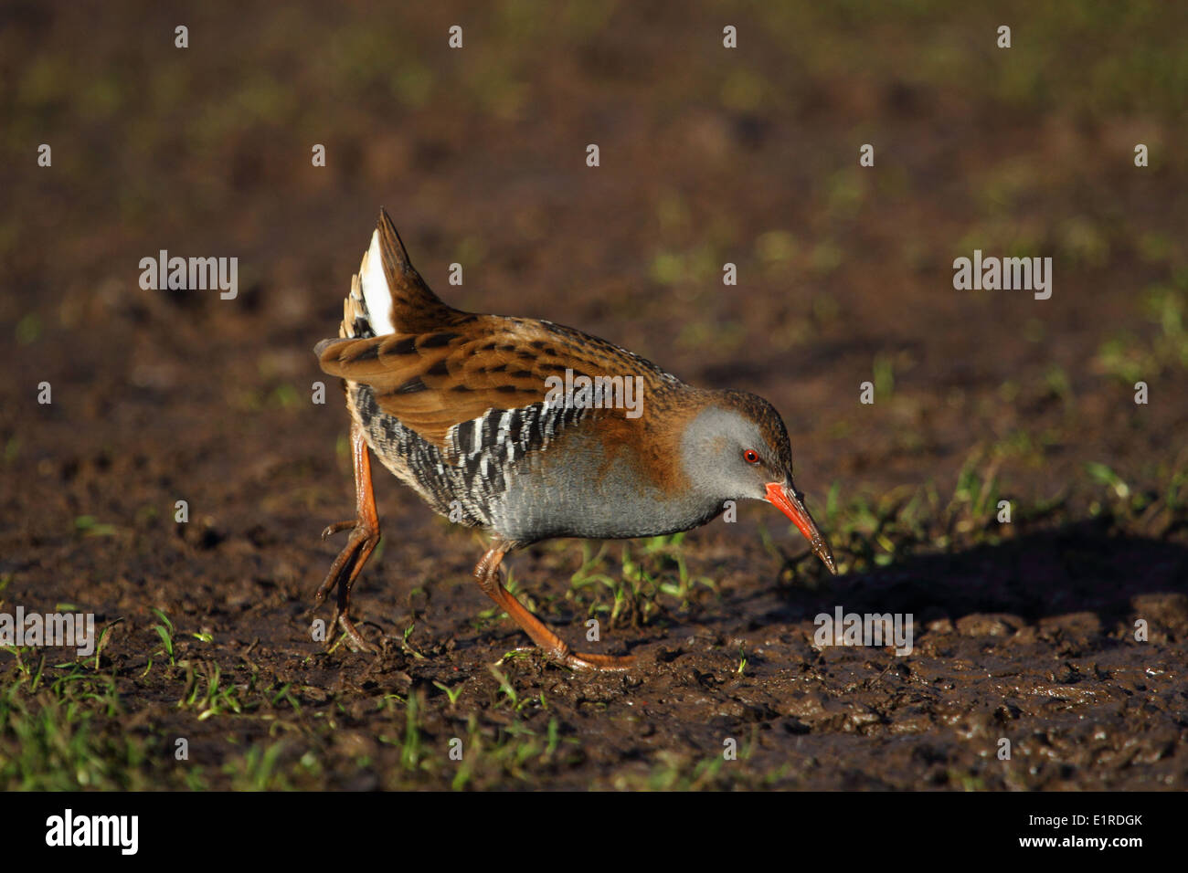 Waterfoul hi-res stock photography and images - Alamy