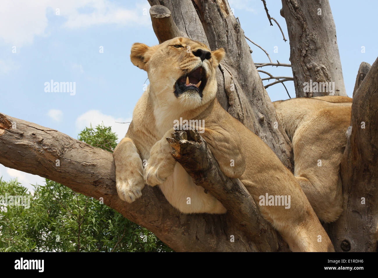 Lioness relaxing in a tree, at the Rhino and Lion Nature Reserve, near ...