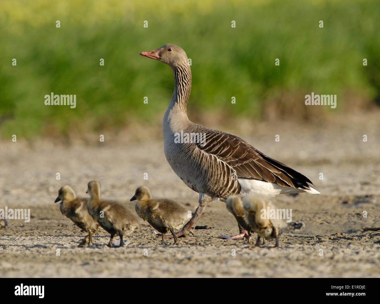 Greylag Goose with chicks Stock Photo - Alamy
