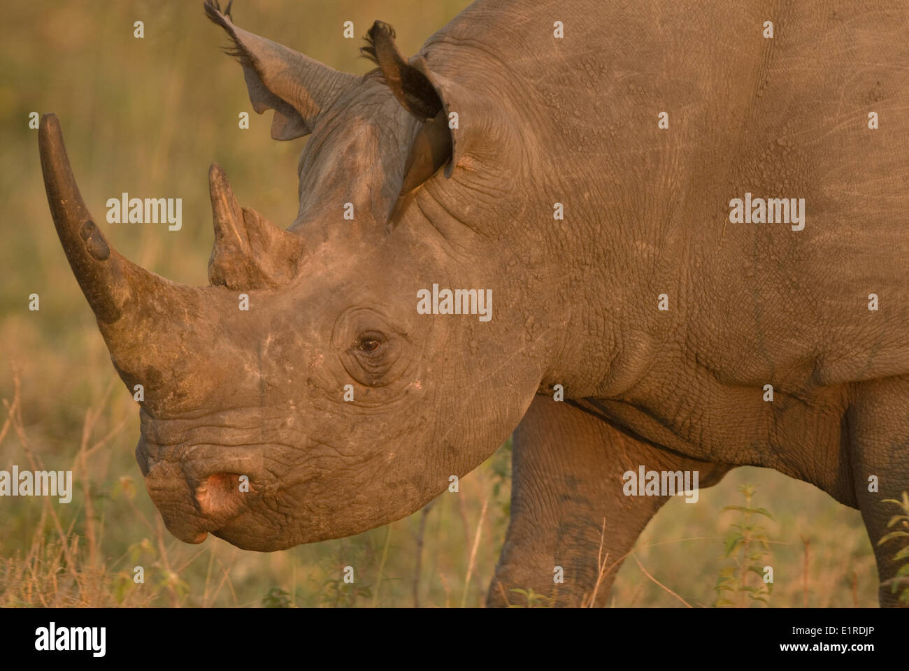 Rhino and tree hi-res stock photography and images - Alamy