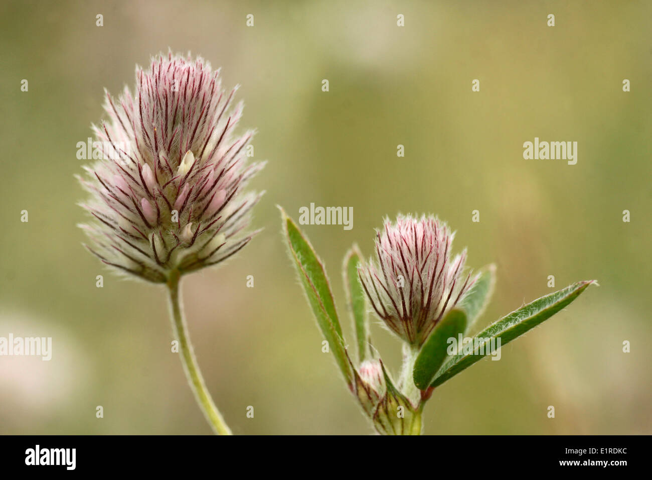 Haresfoot Clover, detail flowers Stock Photo - Alamy