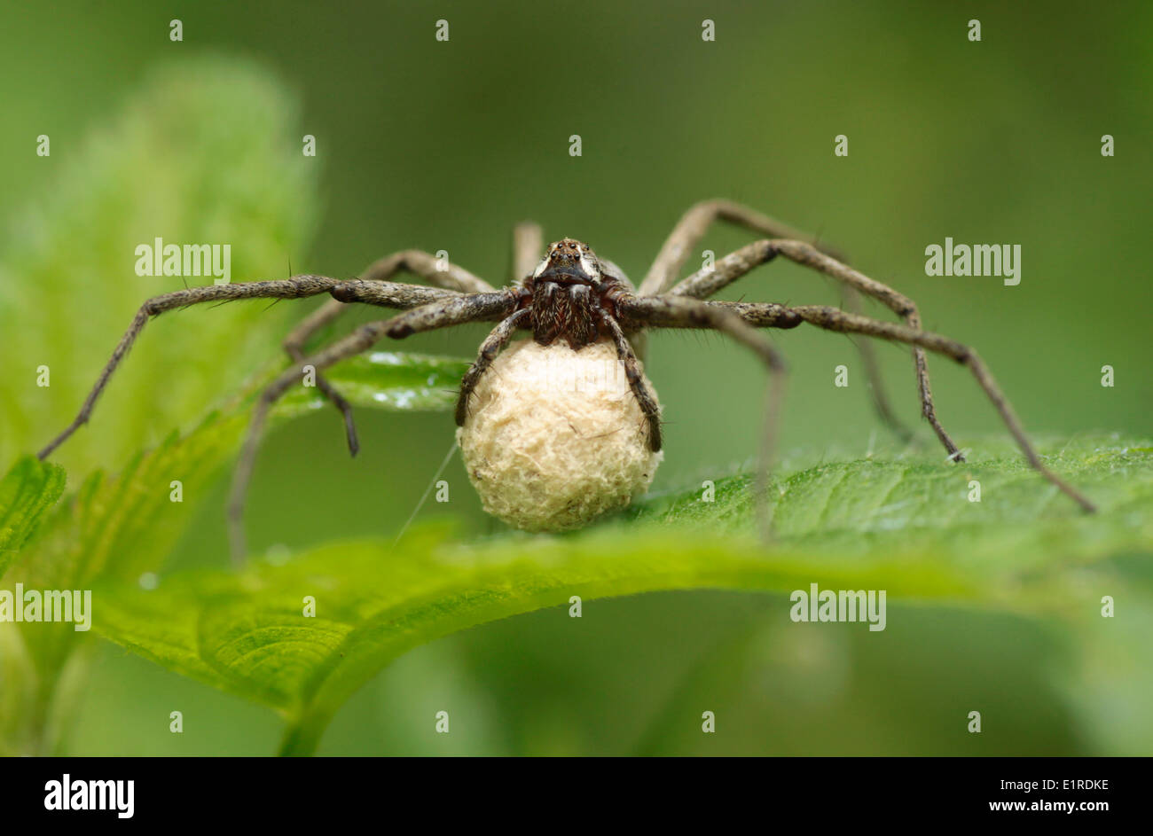 Nursing Nursery Web Spider. She carries a cocoon with her eggs for 4 ...