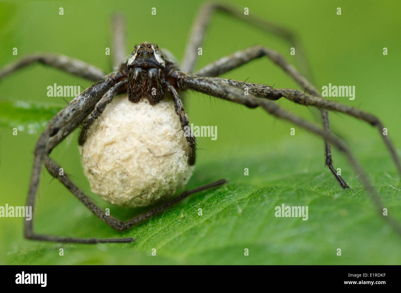 Nursing Nursery Web Spider. She carries a cocoon with her eggs for 4 ...