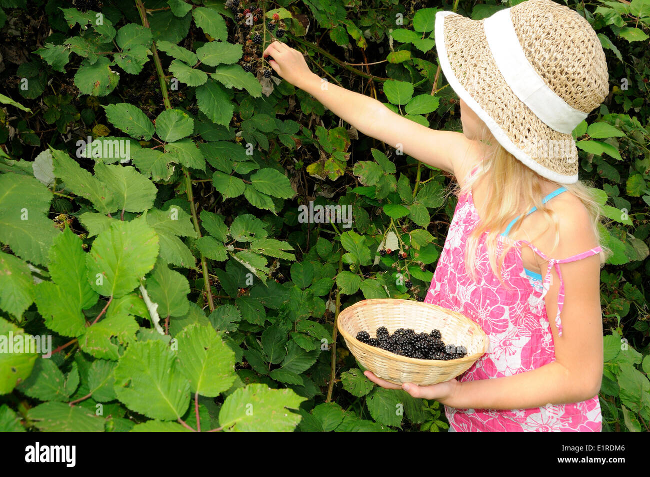 Girl picking blackberries Stock Photo - Alamy