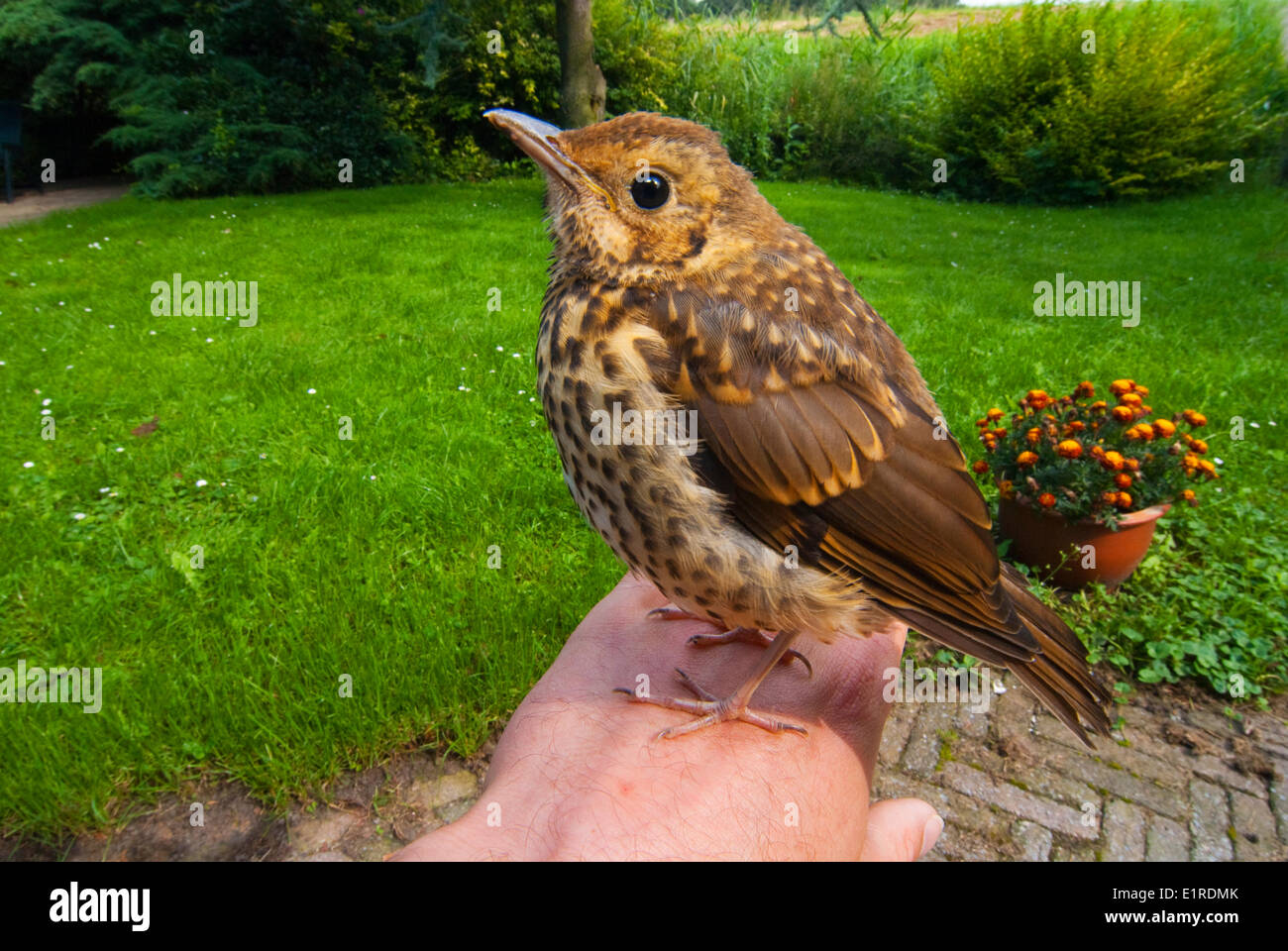 naive juvenile Song Thrush sitting on the photographers hand Stock ...