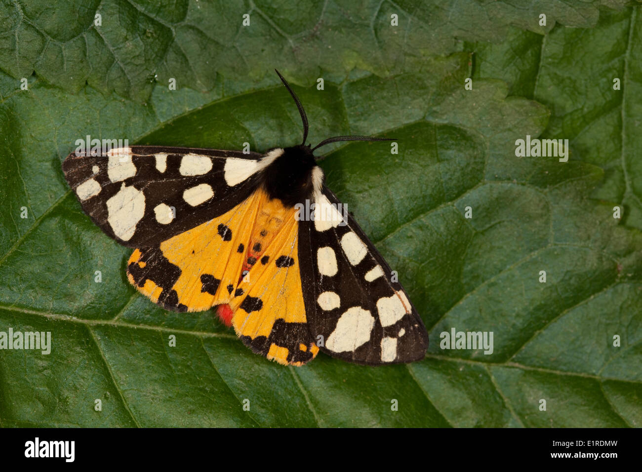 Cream-spot Tiger moth Stock Photo - Alamy