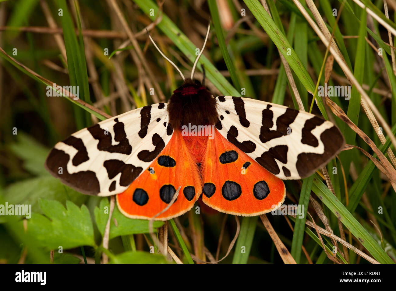 Arctiid moth hi-res stock photography and images - Alamy