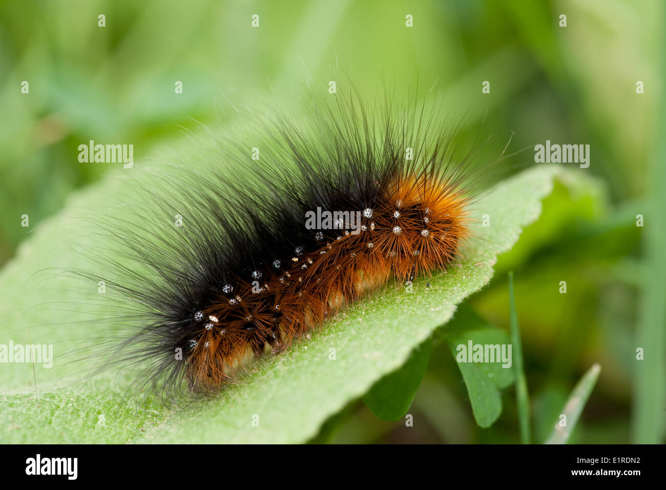 Arctiid hi-res stock photography and images - Alamy