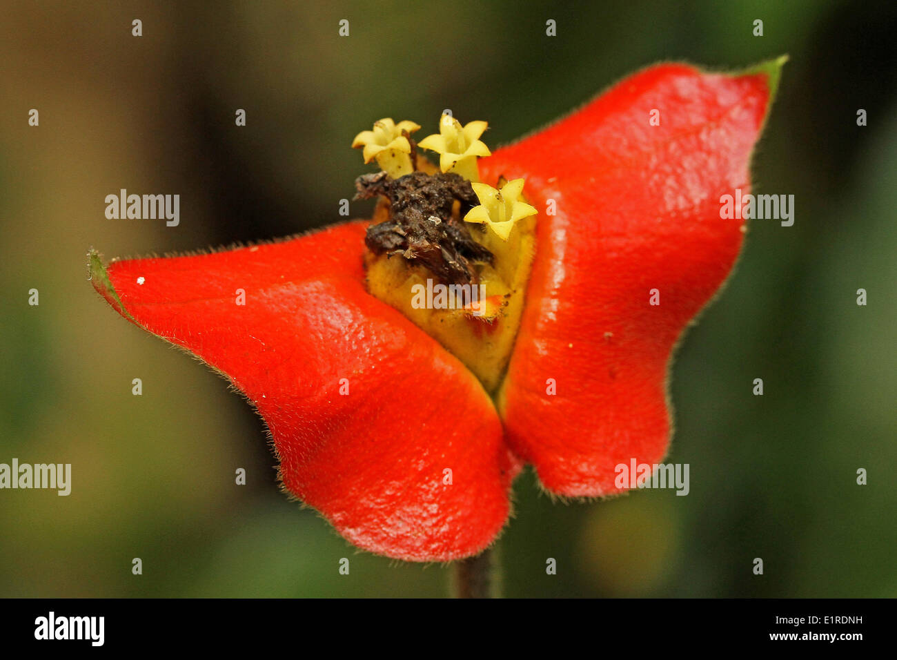 inflorescence with yellow flowers and red bracts Stock Photo - Alamy