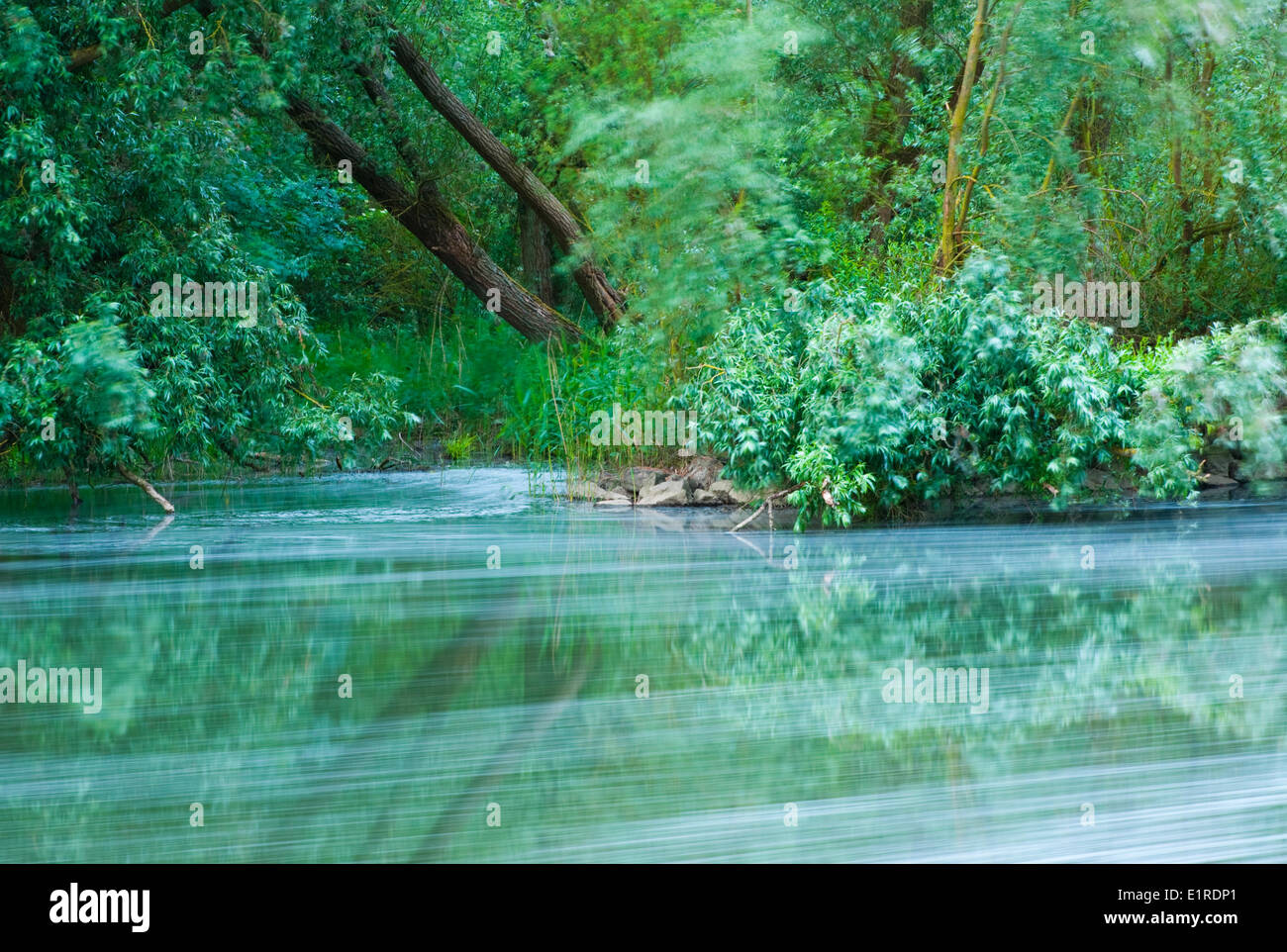 Tidal forest hi-res stock photography and images - Alamy