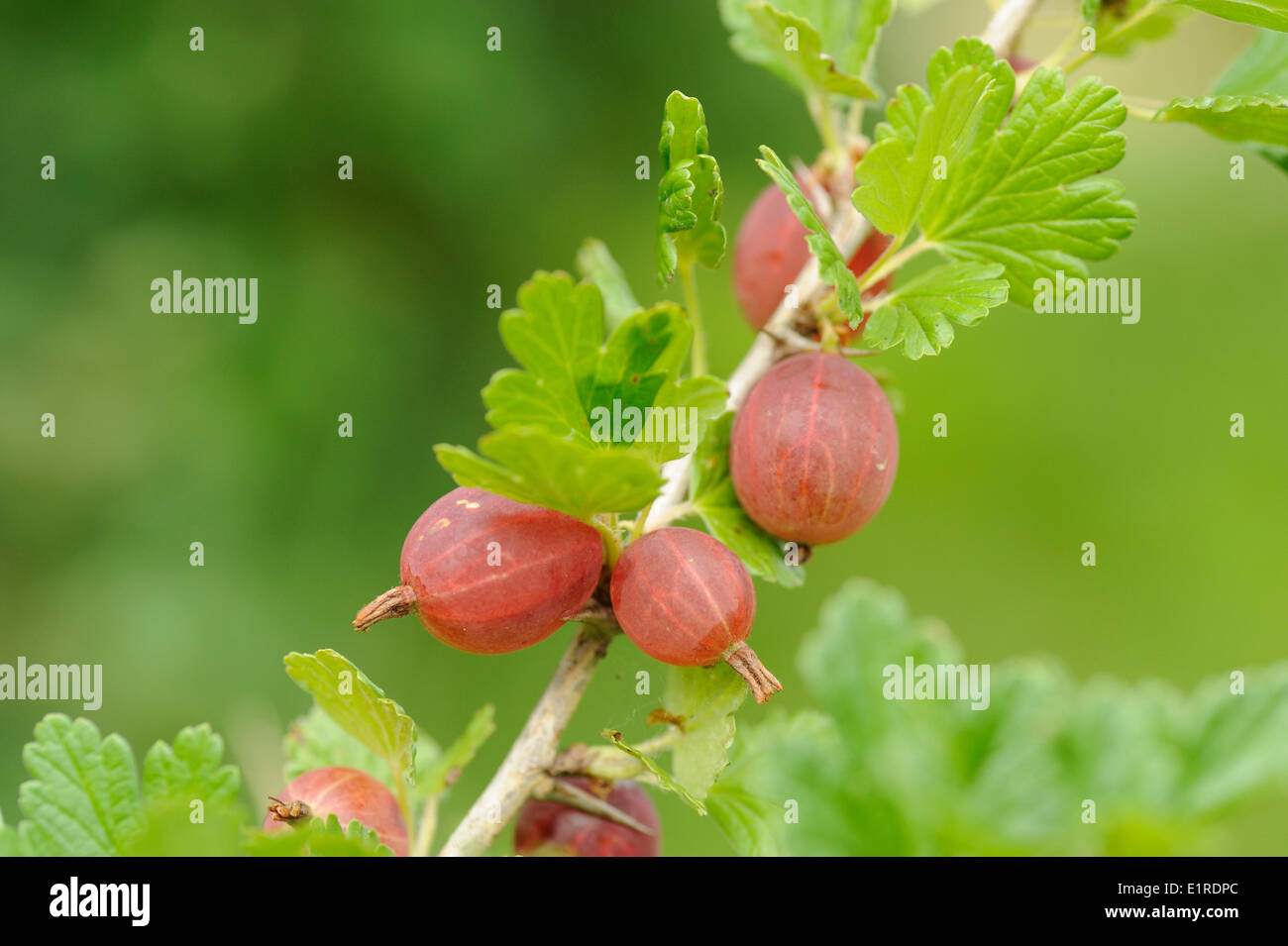 Spring fruiting hi-res stock photography and images - Alamy