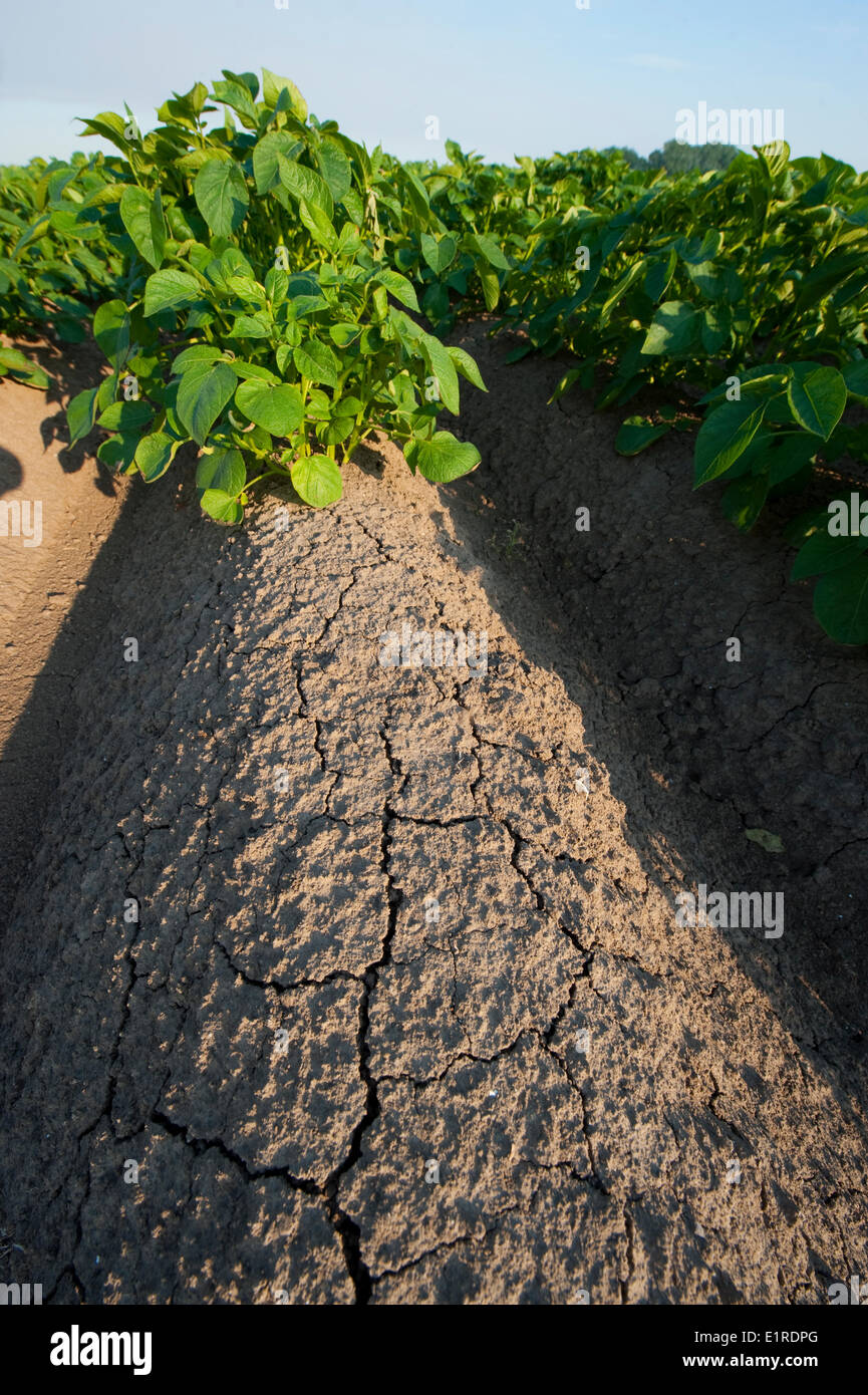 Dry potato field hi-res stock photography and images - Alamy