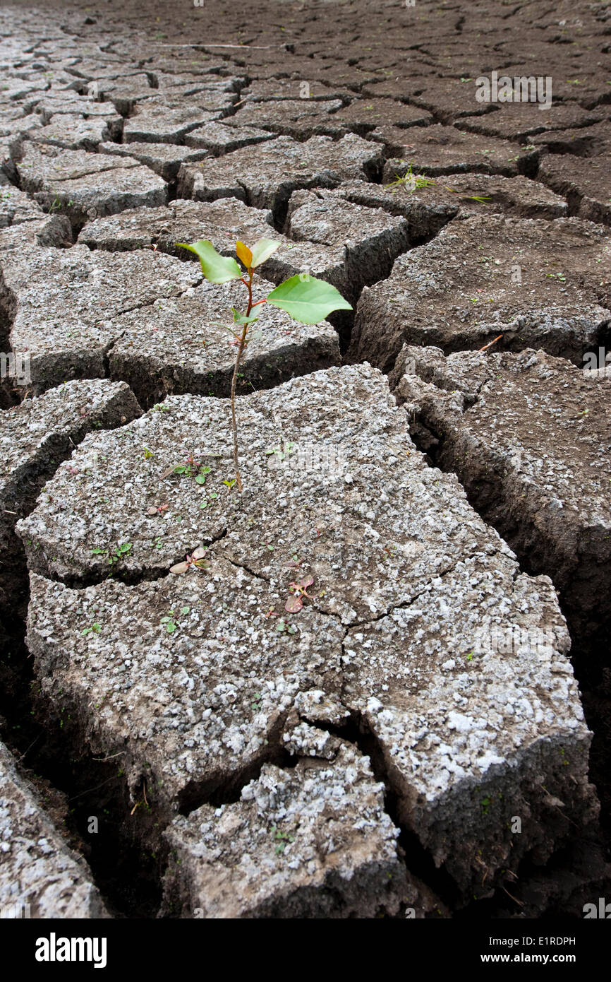 cracked River clay in a seasonal marsh during a dry period on ...