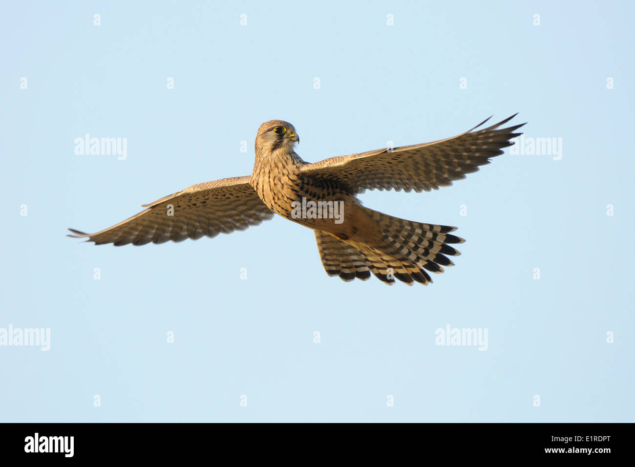 Hovering hi-res stock photography and images - Alamy