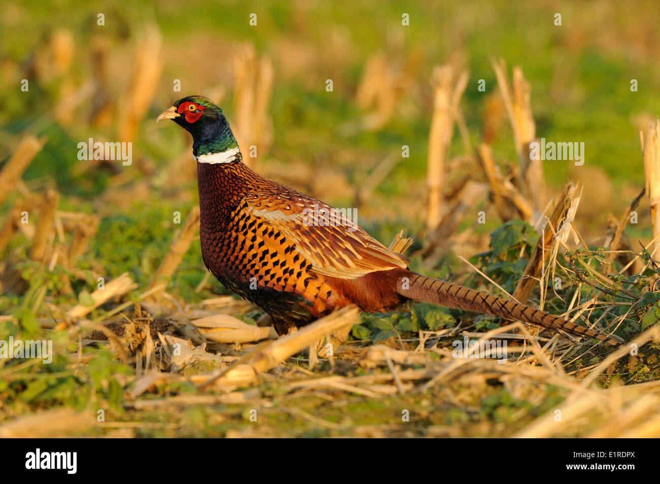 Male Pheasants foraging on harvested cornfield Stock Photo - Alamy