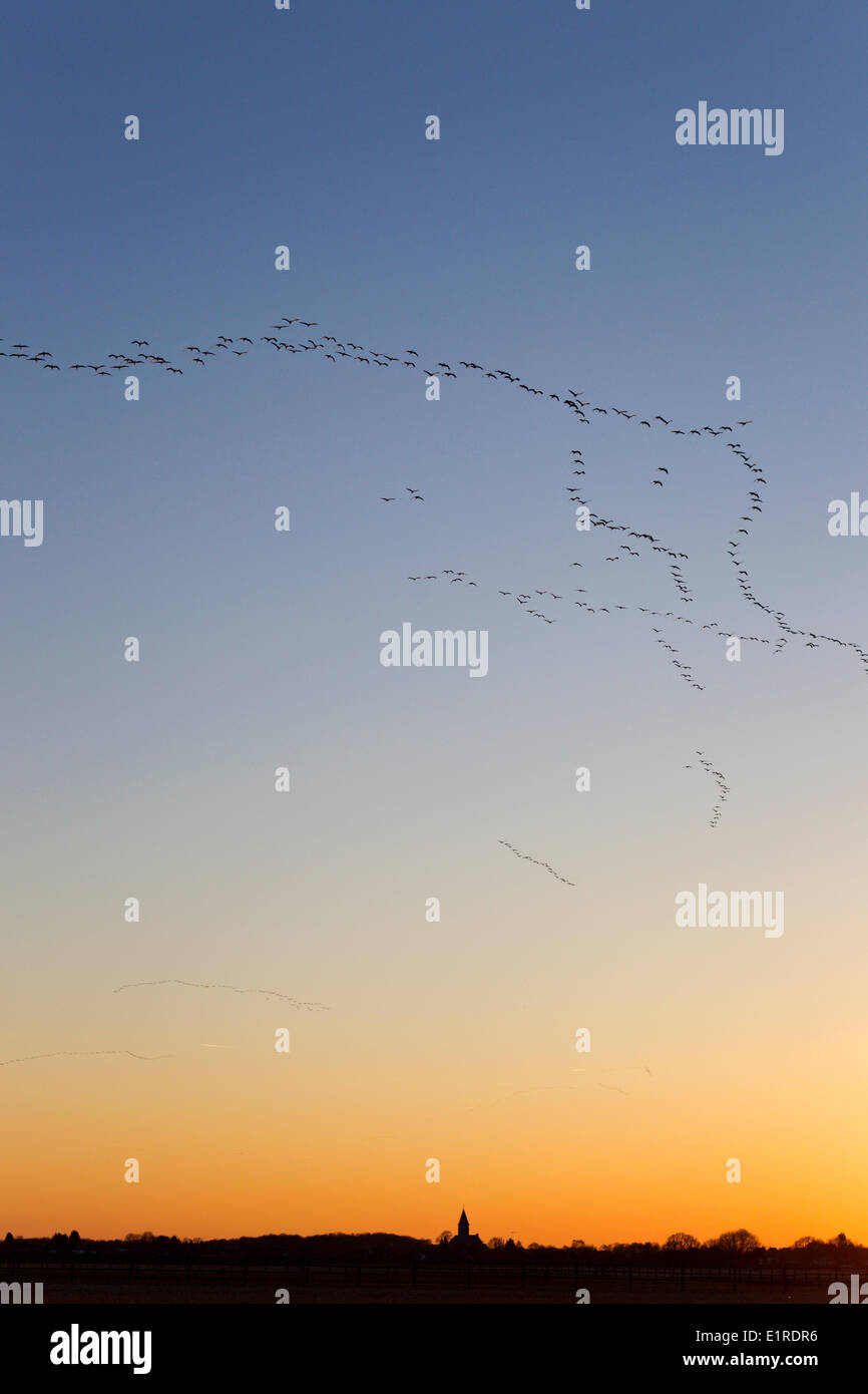 Impression of migrating flocks of Common Crane by dusk Stock Photo - Alamy