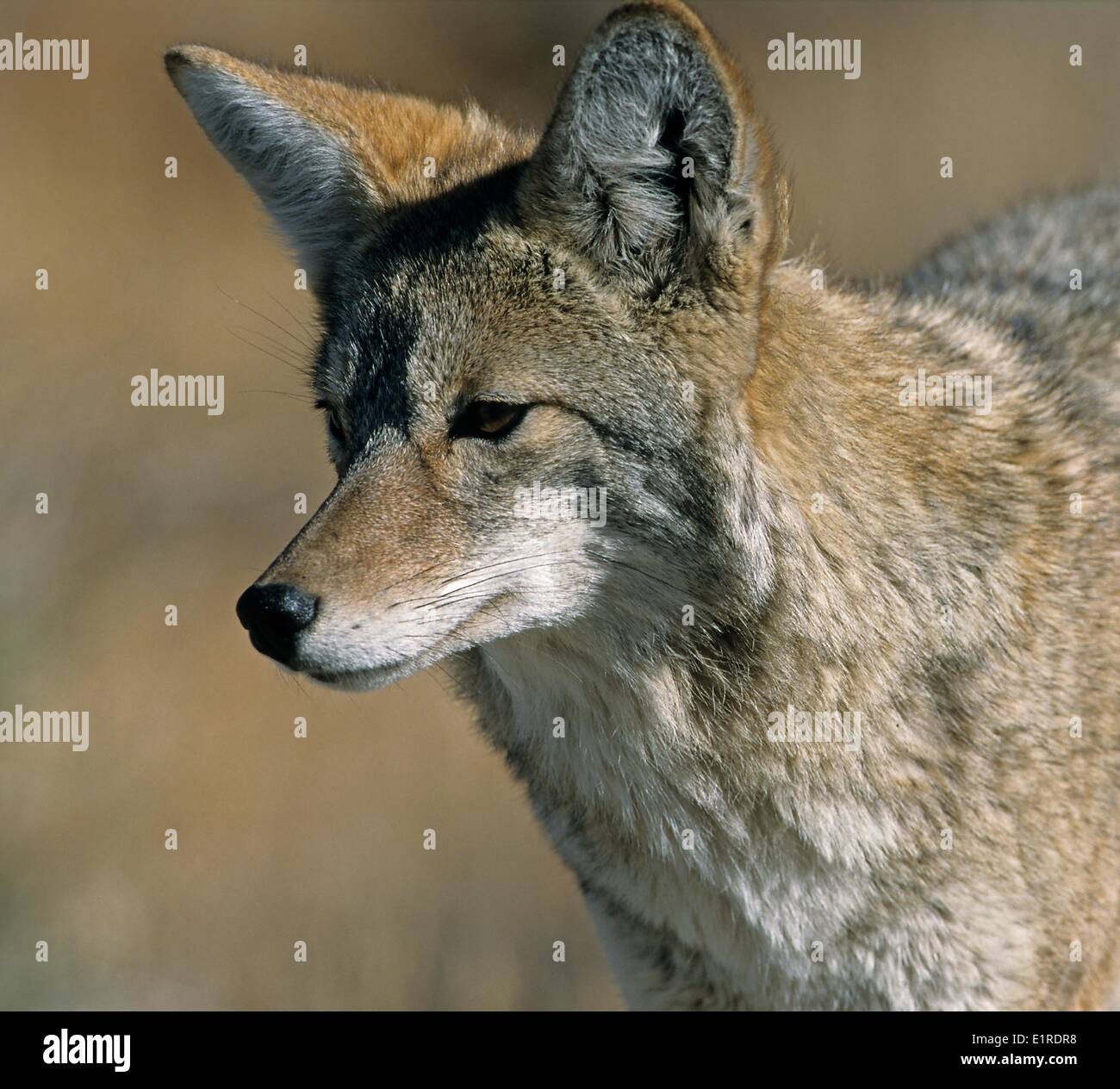 Texas coyote hi-res stock photography and images - Alamy