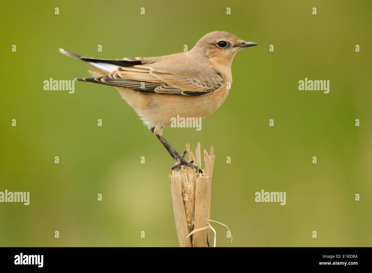 First winter Wheatear during autumn migration Stock Photo - Alamy