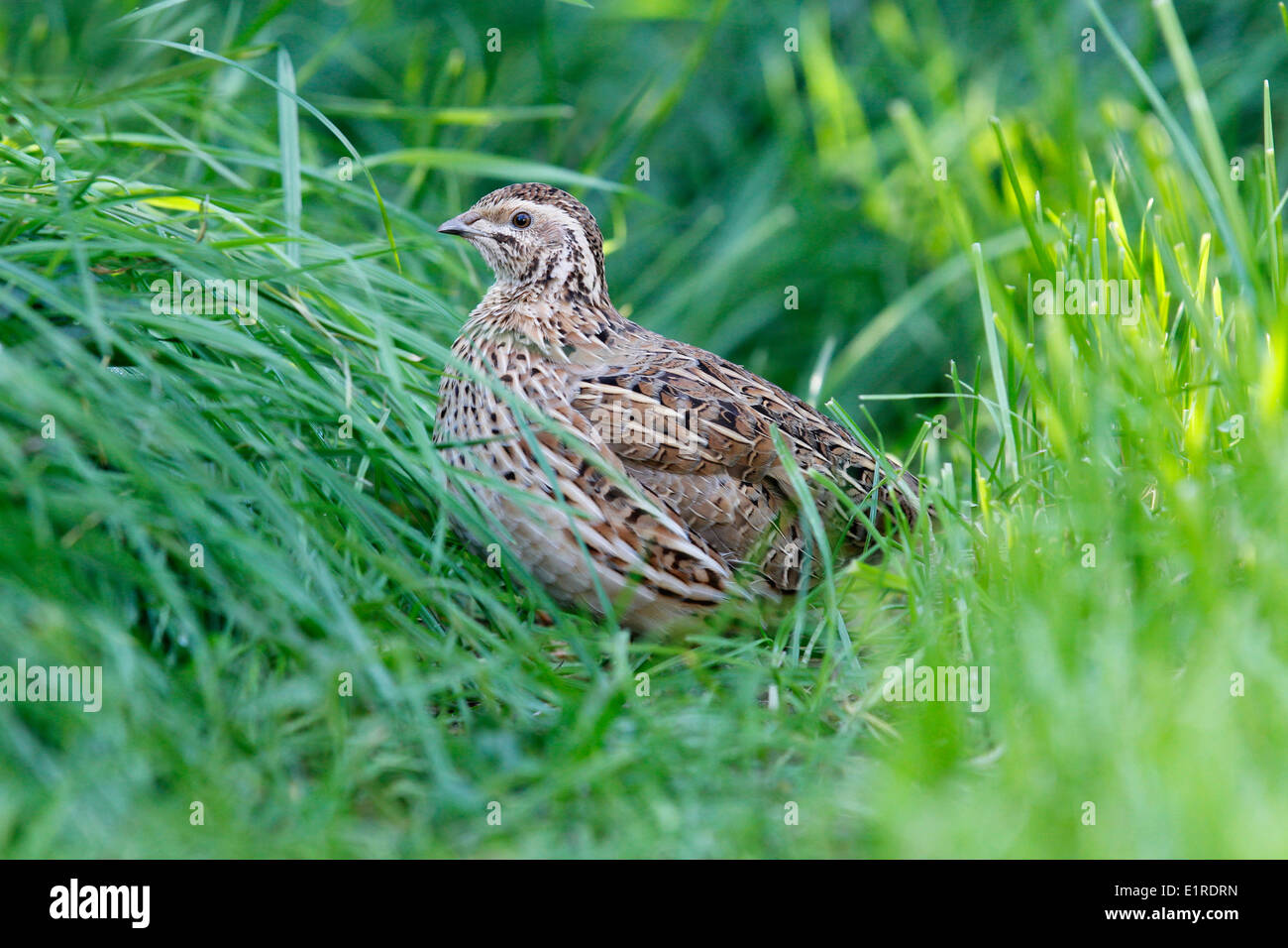A female common quail in a intensively managed pasture Stock Photo - Alamy