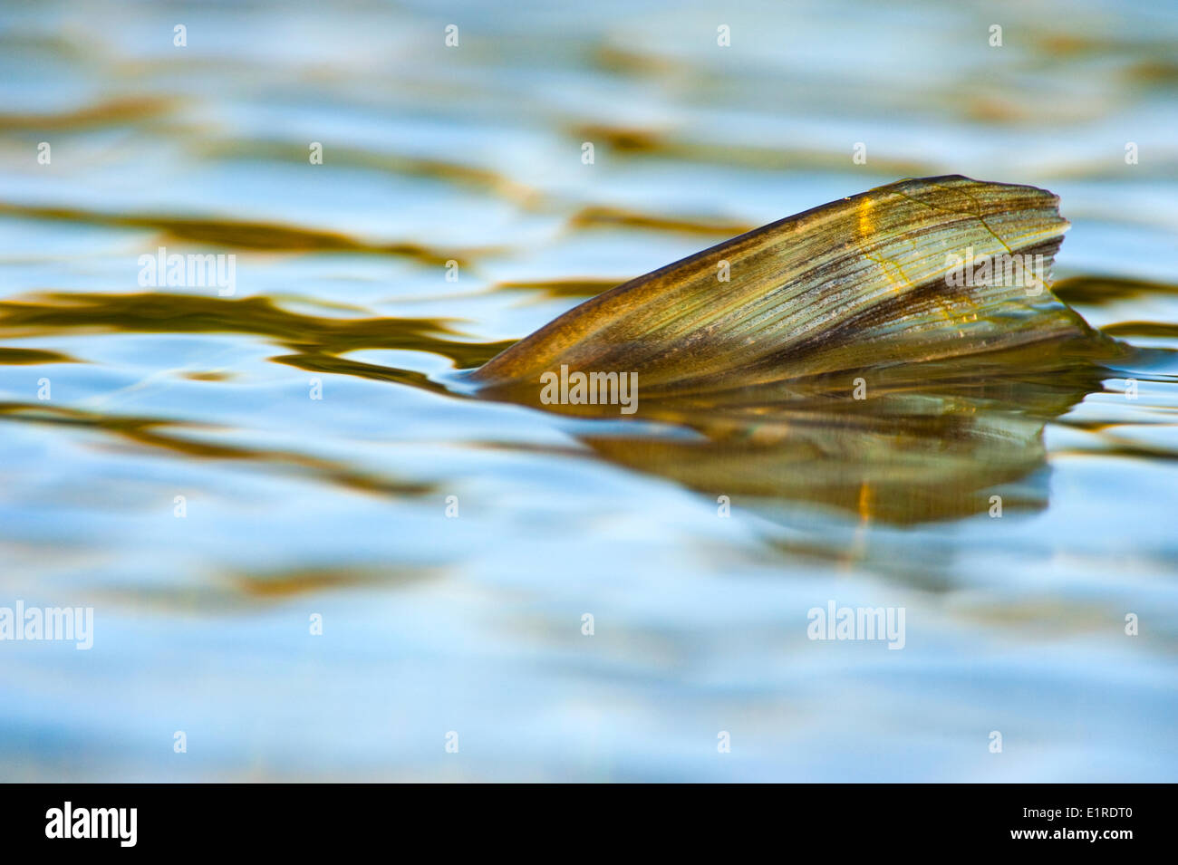 fin of a northern pike in ambush Stock Photo - Alamy