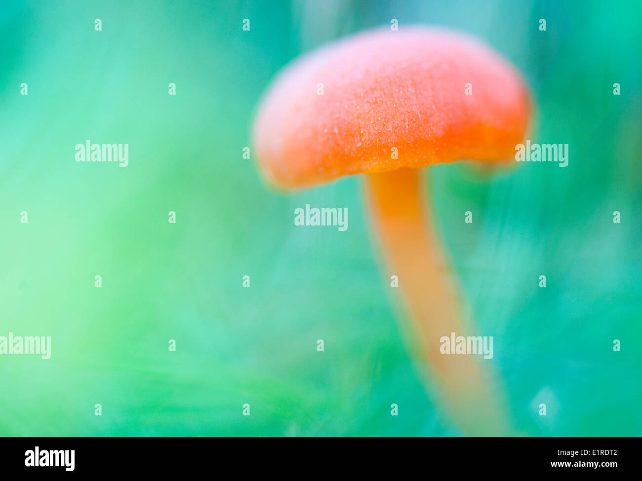 Vermillion waxcap hi-res stock photography and images - Alamy